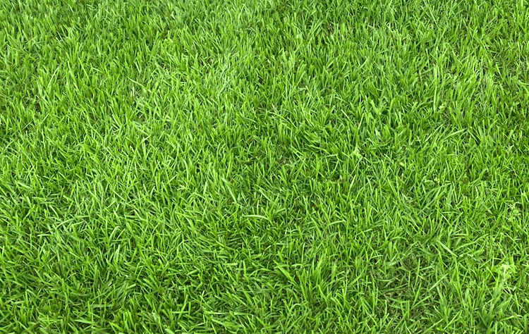 List of Sod Types | Sod Calculator