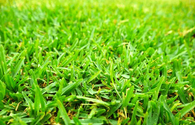 Guide to Buffalo Sod Installation and Prices