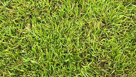 List of Sod Types | Sod Calculator