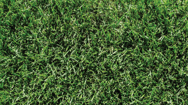 Guide to Kentucky Bluegrass Sod | Pros, Cons, Prices & FAQs