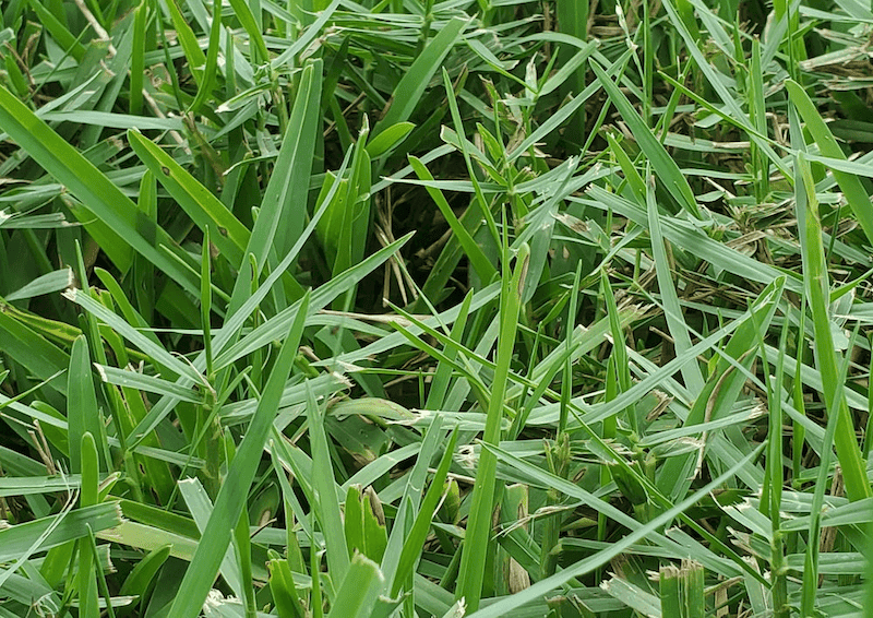 Guide To St Augustine Sod Installation And Prices