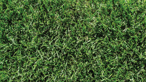 Kentucky Bluegrass: The Complete Guide | Prices, Pros, Cons, and More